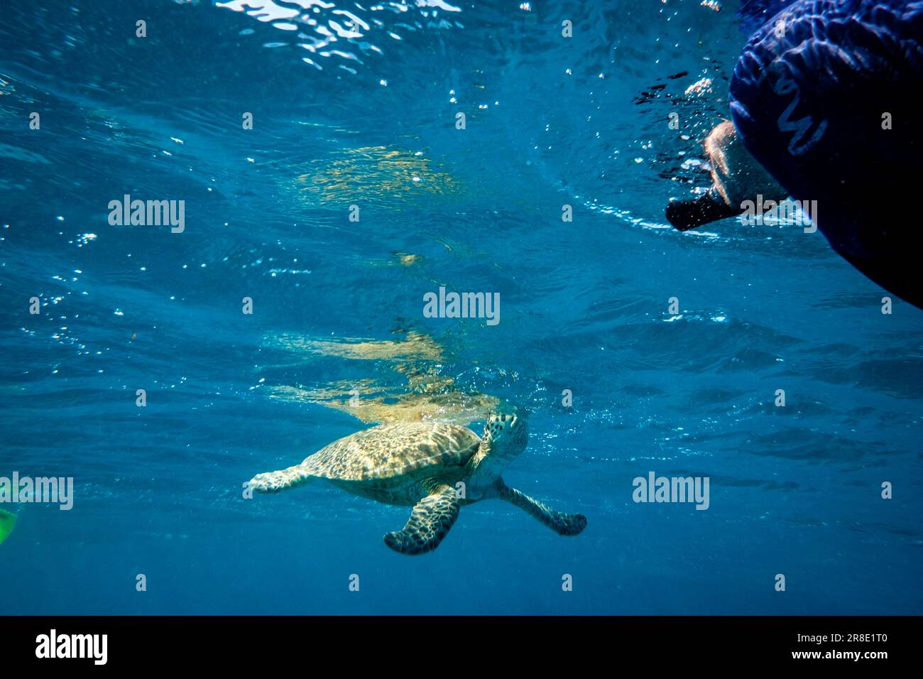 Australia lady elliot island turtle hi-res stock photography and images ...