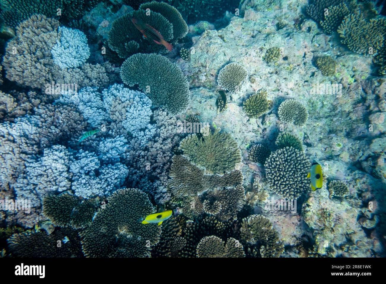 Lady Elliot Island Stock Photo - Alamy