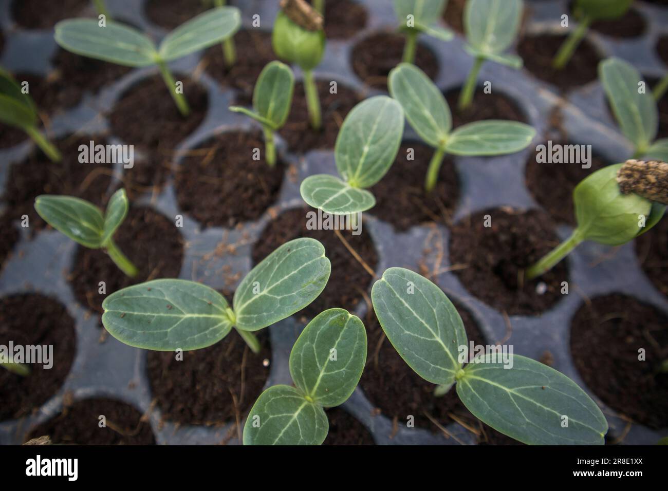 Close-up of different types of vegetable seedlings rows growing in a ...