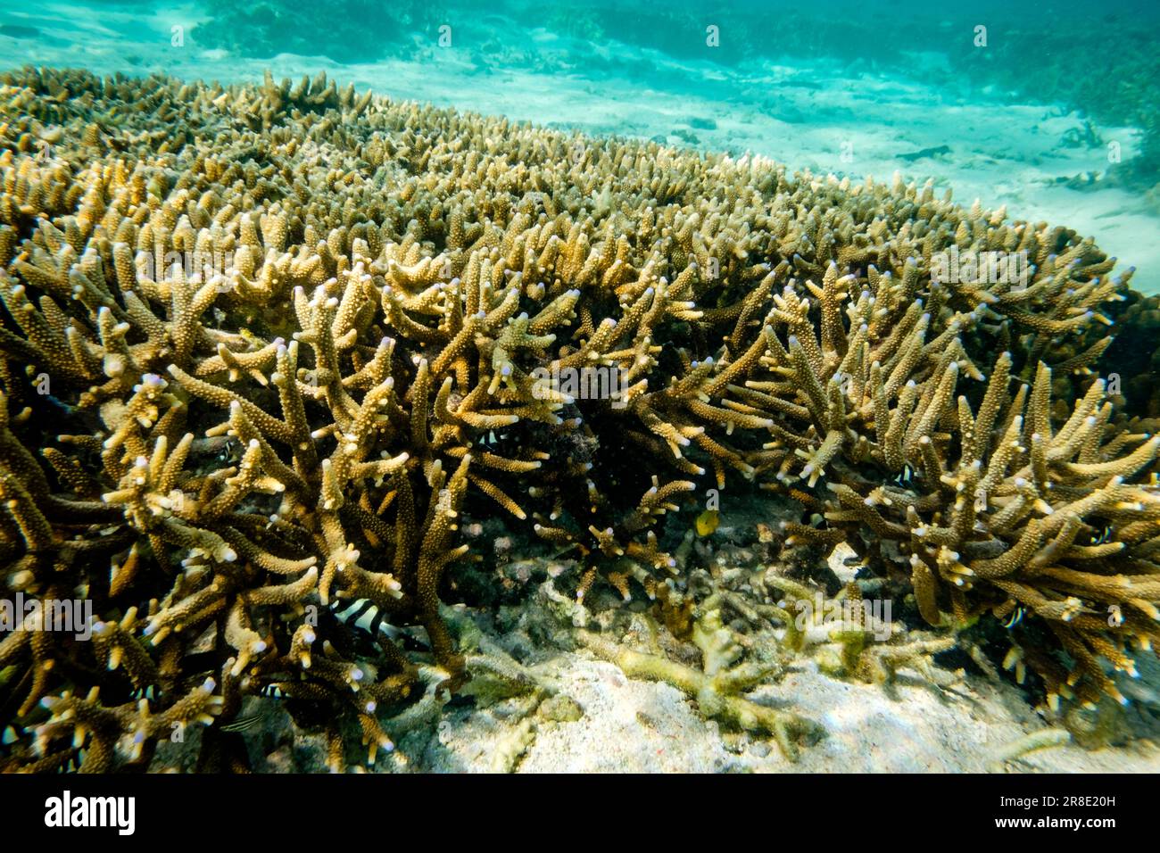 Lady Elliot Island - Lagoon Stock Photo - Alamy