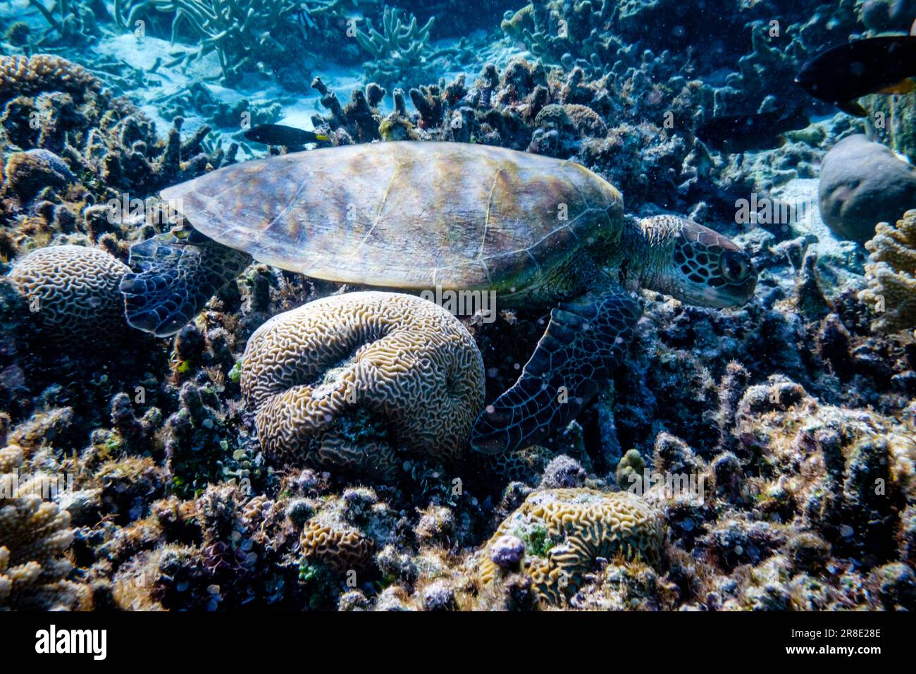 Australia lady elliot island turtle hi-res stock photography and images ...
