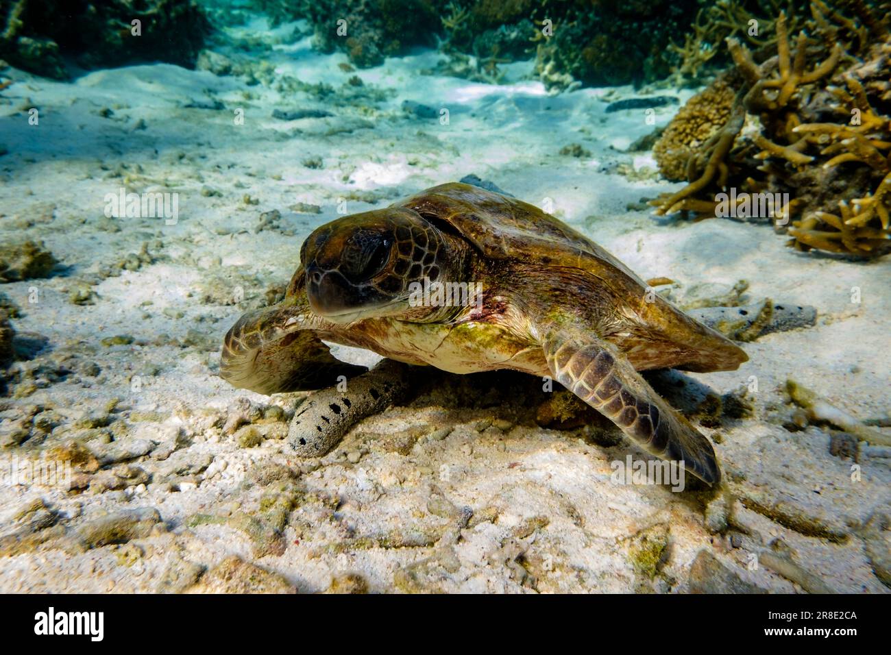 Australia lady elliot island turtle hi-res stock photography and images ...