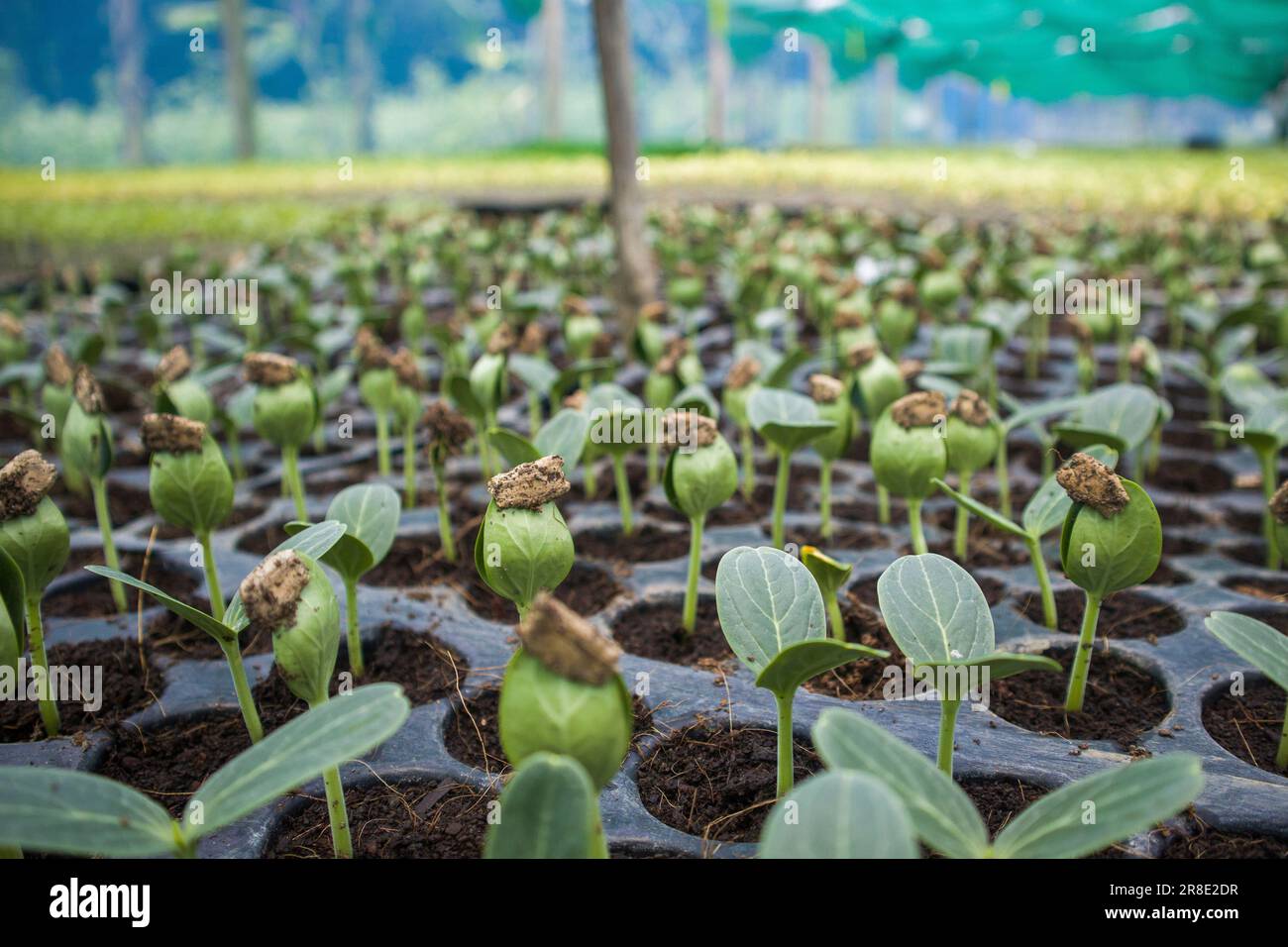 Close-up of different types of vegetable seedlings rows growing in a ...