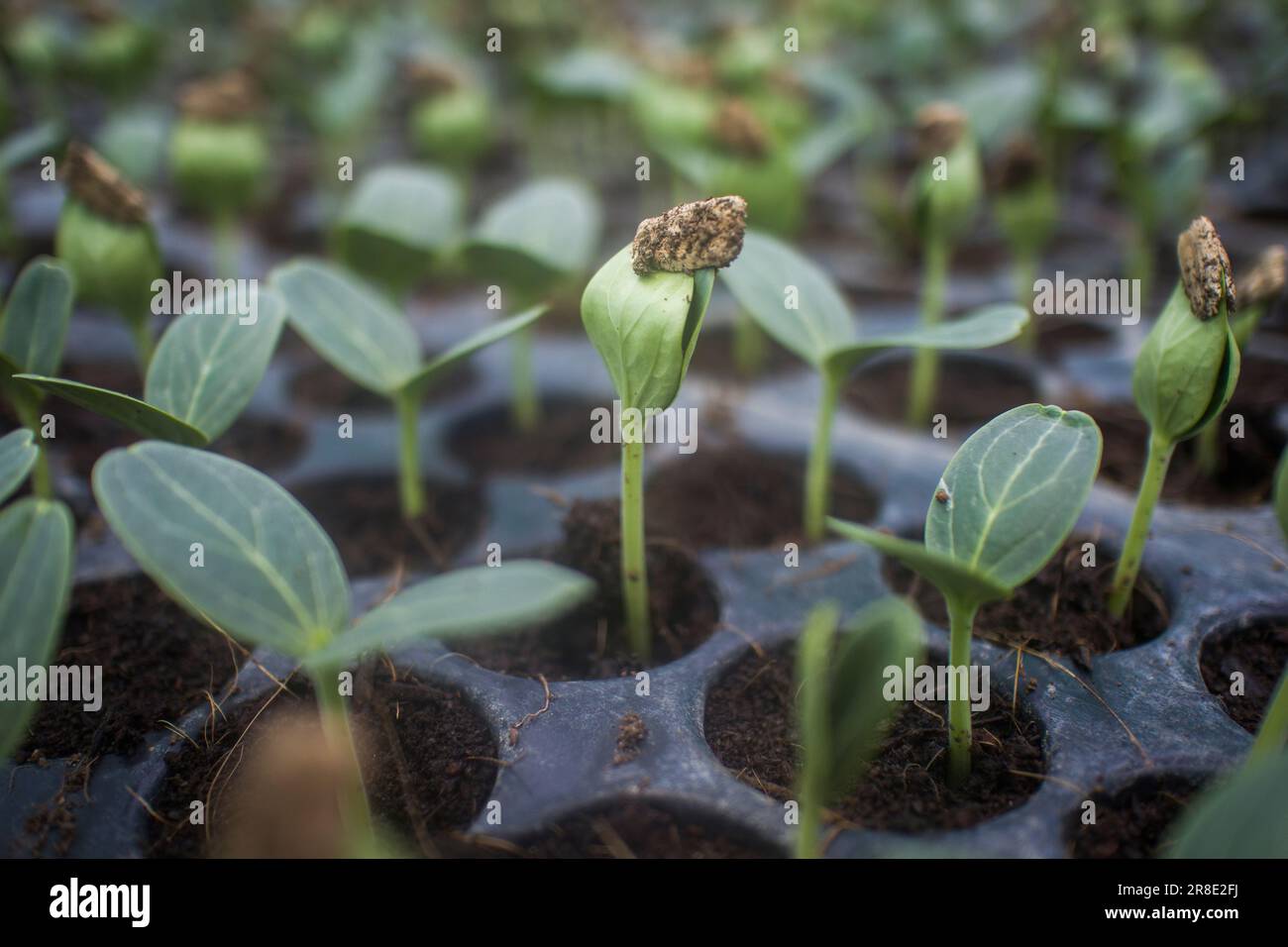 Agricultural field cropping different types hi-res stock photography ...