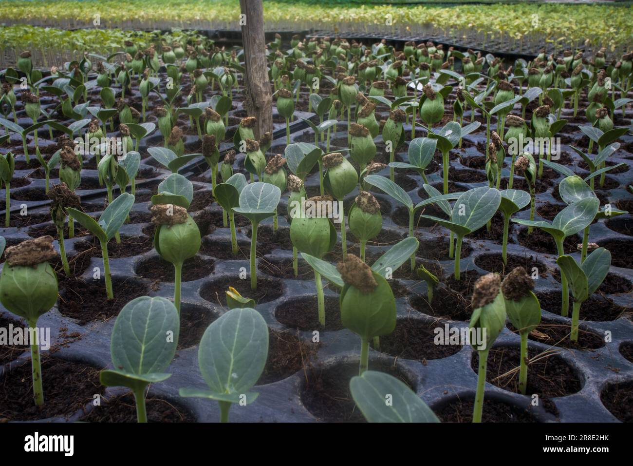 Close-up of different types of vegetable seedlings rows growing in a ...