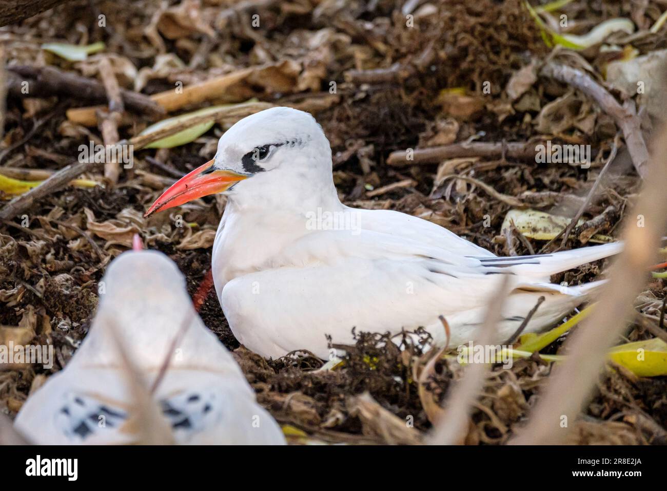 Lady Elliot Island Stock Photo - Alamy