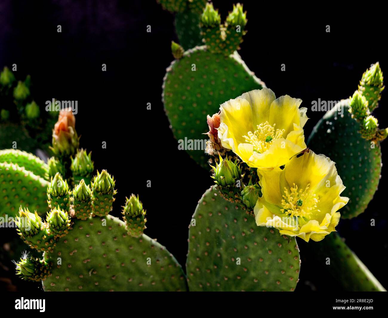 USA, Arizona, Tucson, Close-up of blooming prickly pear cactus Stock ...
