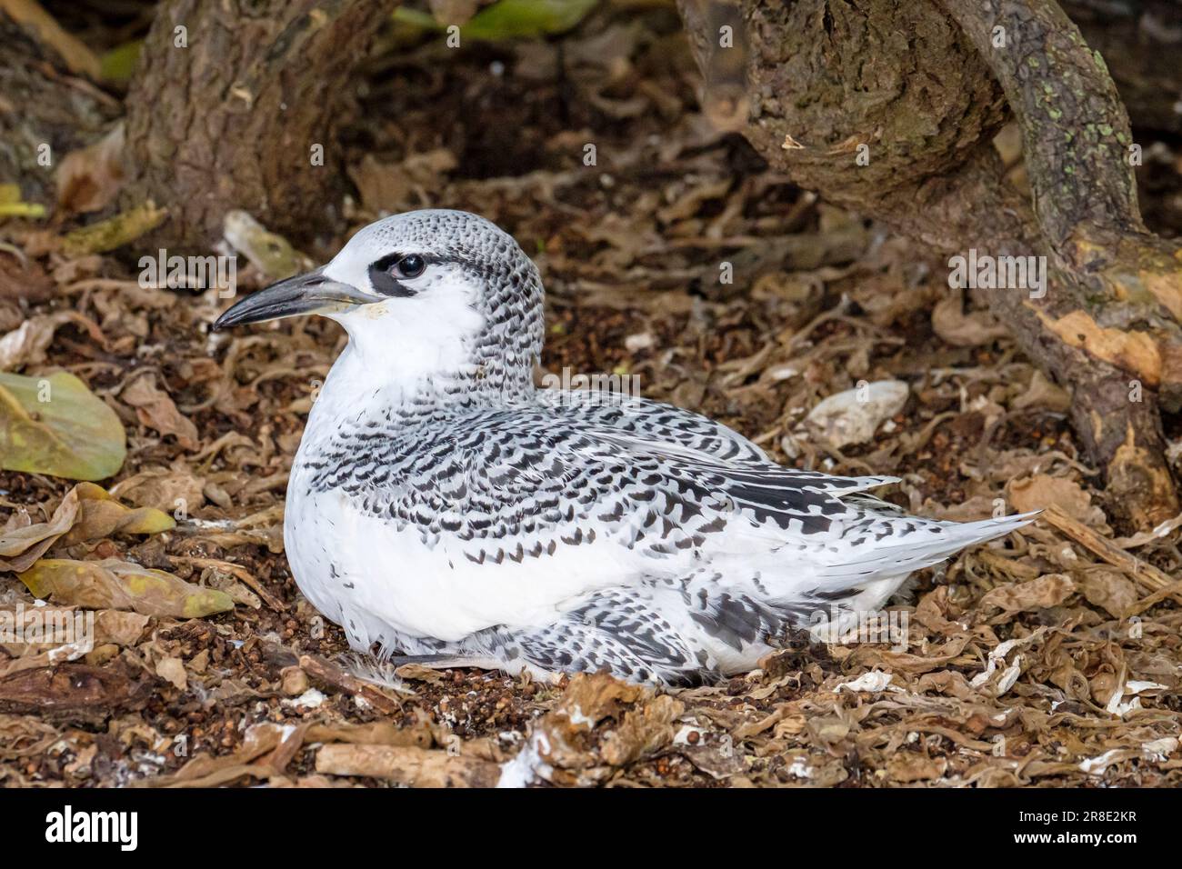 Lady Elliot Island Stock Photo - Alamy