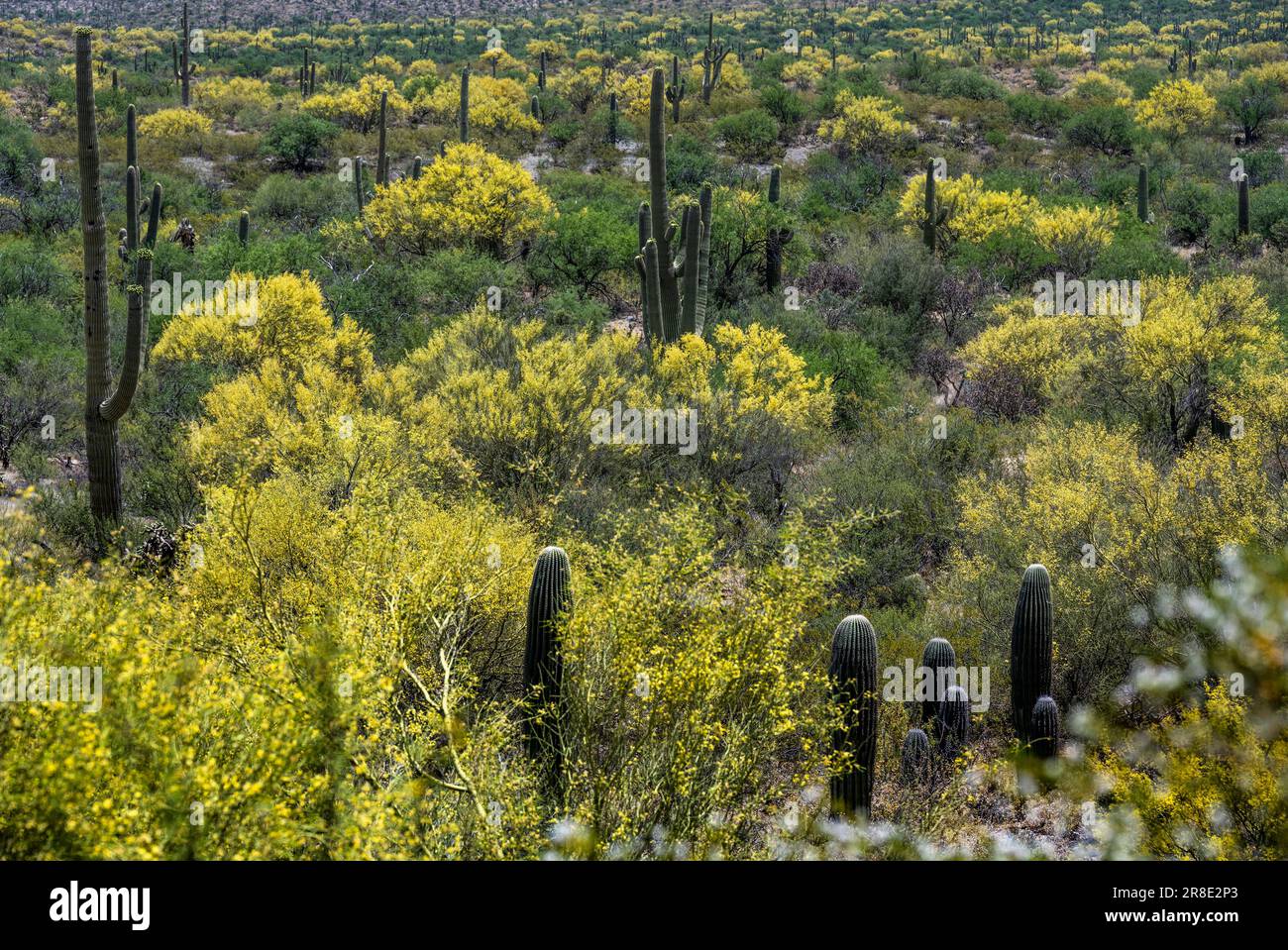 Desert landscape with bushes hi-res stock photography and images - Alamy