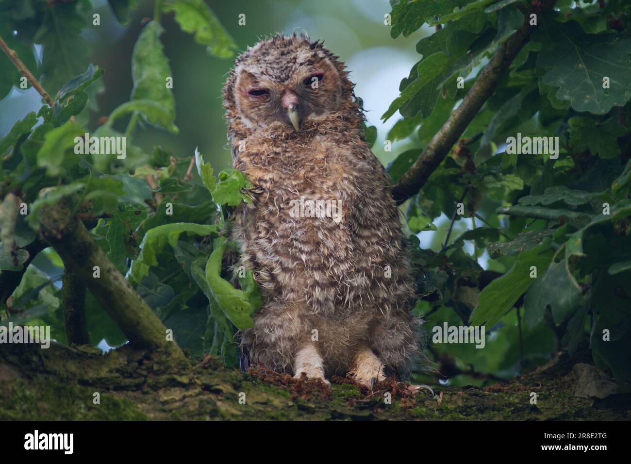 Young, fluffy Tawny Owl, wet from rain with eyes closed, sleeping in ...