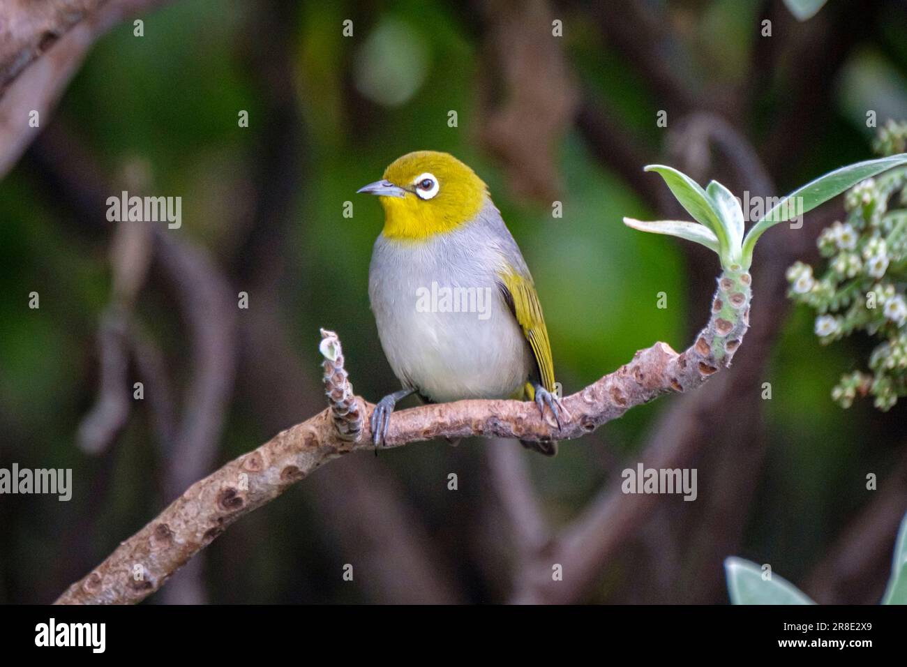 Lady Elliot Island Stock Photo - Alamy