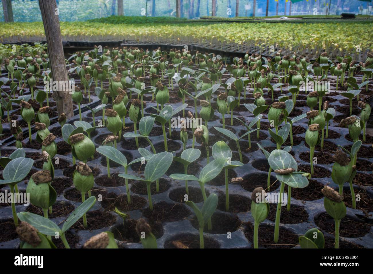 Close-up of different types of vegetable seedlings rows growing in a ...