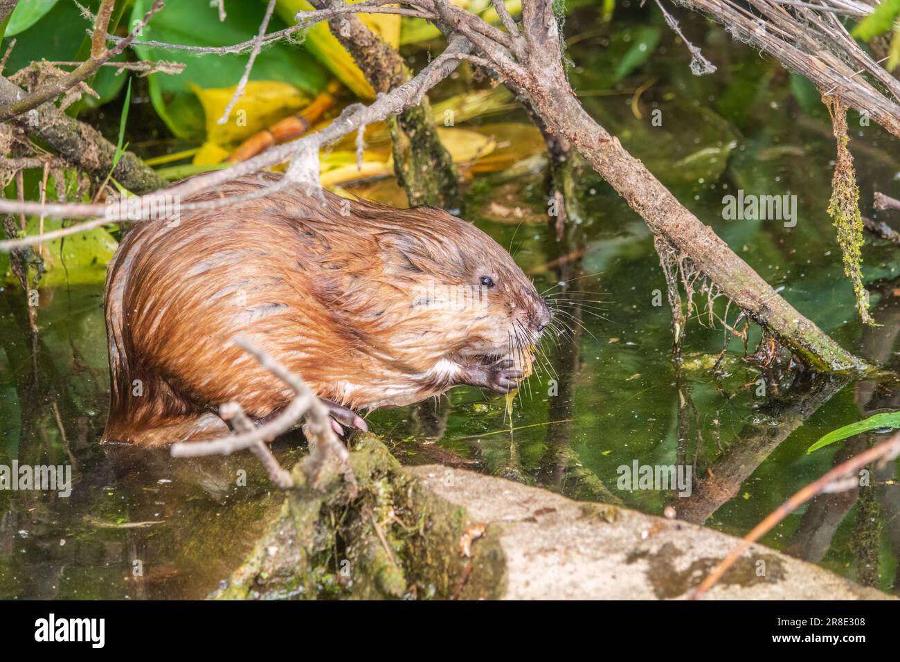 Wild animal Muskrat, Ondatra zibethicuseats, eats on the river bank. Muskrat, Ondatra zibethicus ...