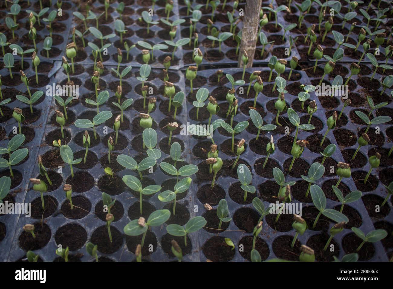 Close-up of different types of vegetable seedlings rows growing in a ...