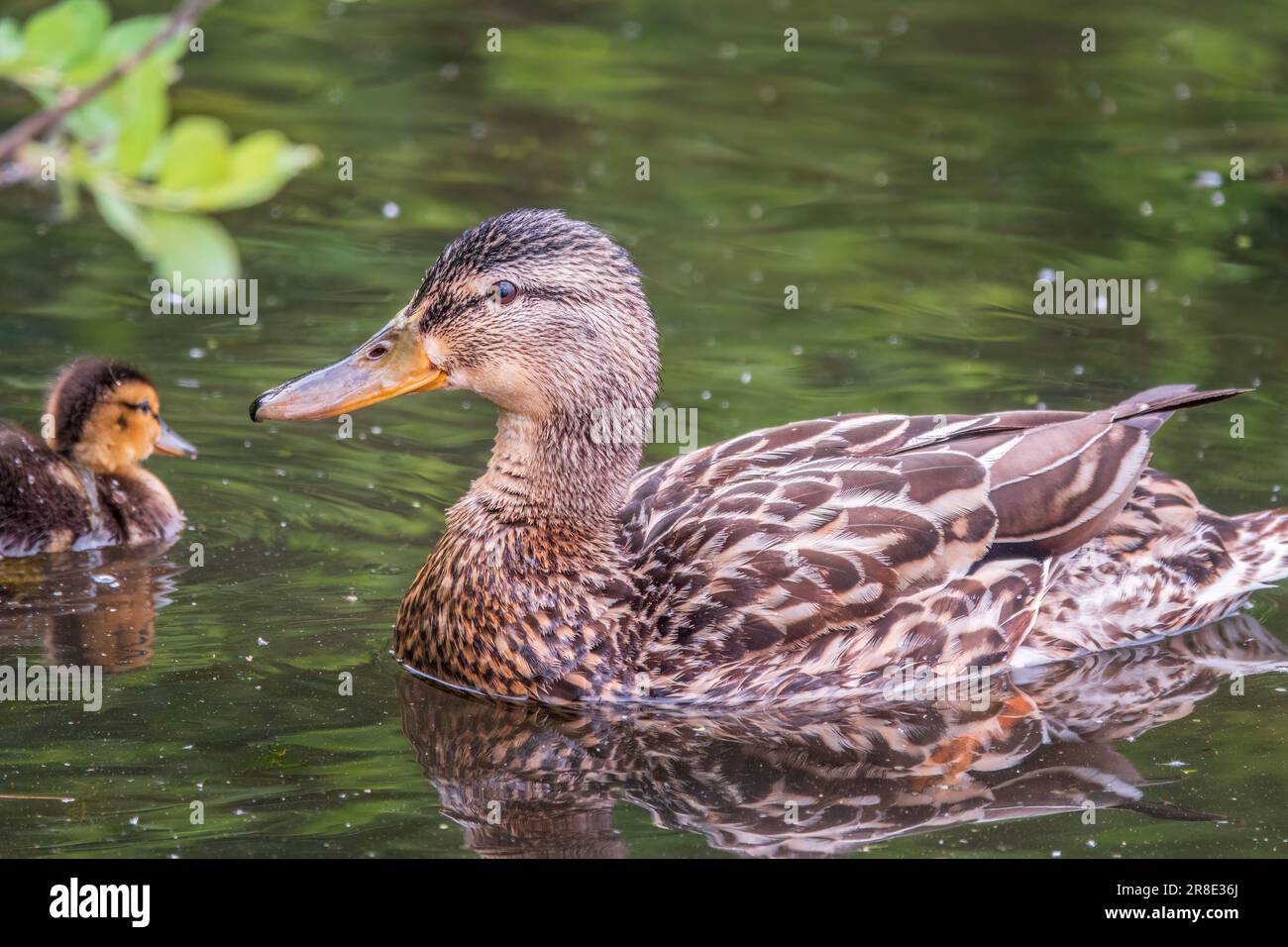 Duck swims in the pond in the rain. Portrait of a female of duck on the ...