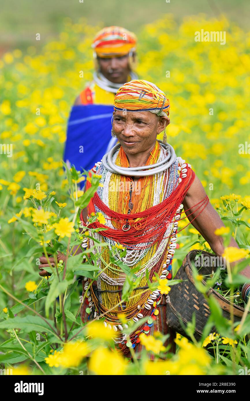 Adivasi hi-res stock photography and images - Alamy