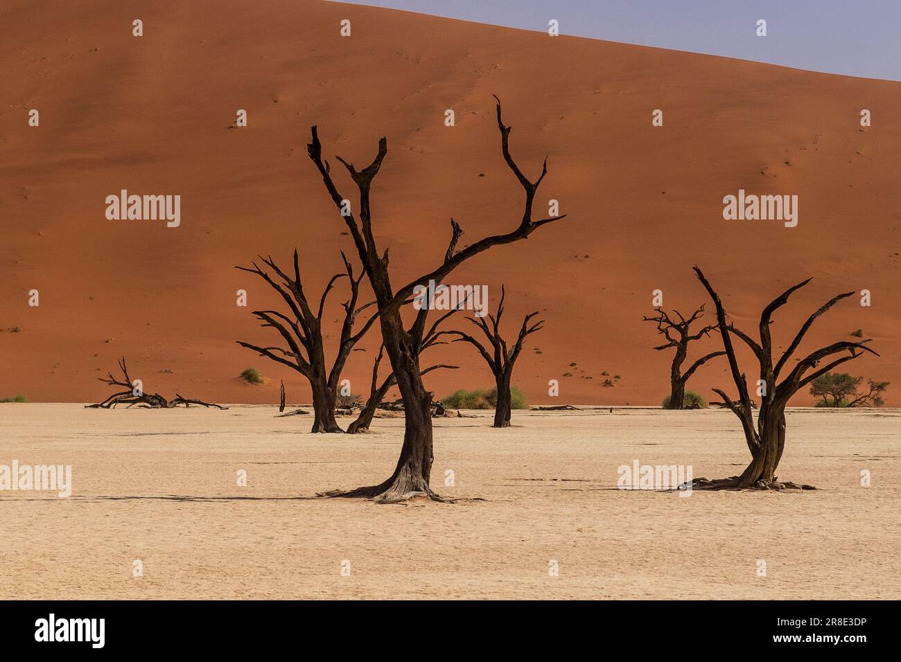 Overview of the petrified dead trees in the Deadvlei area of Namibia ...