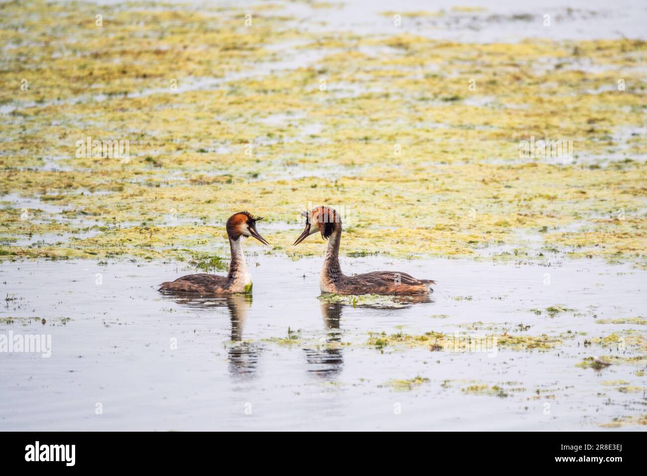 Mating games of two water birds Great Crested Grebes. Two waterfowl ...