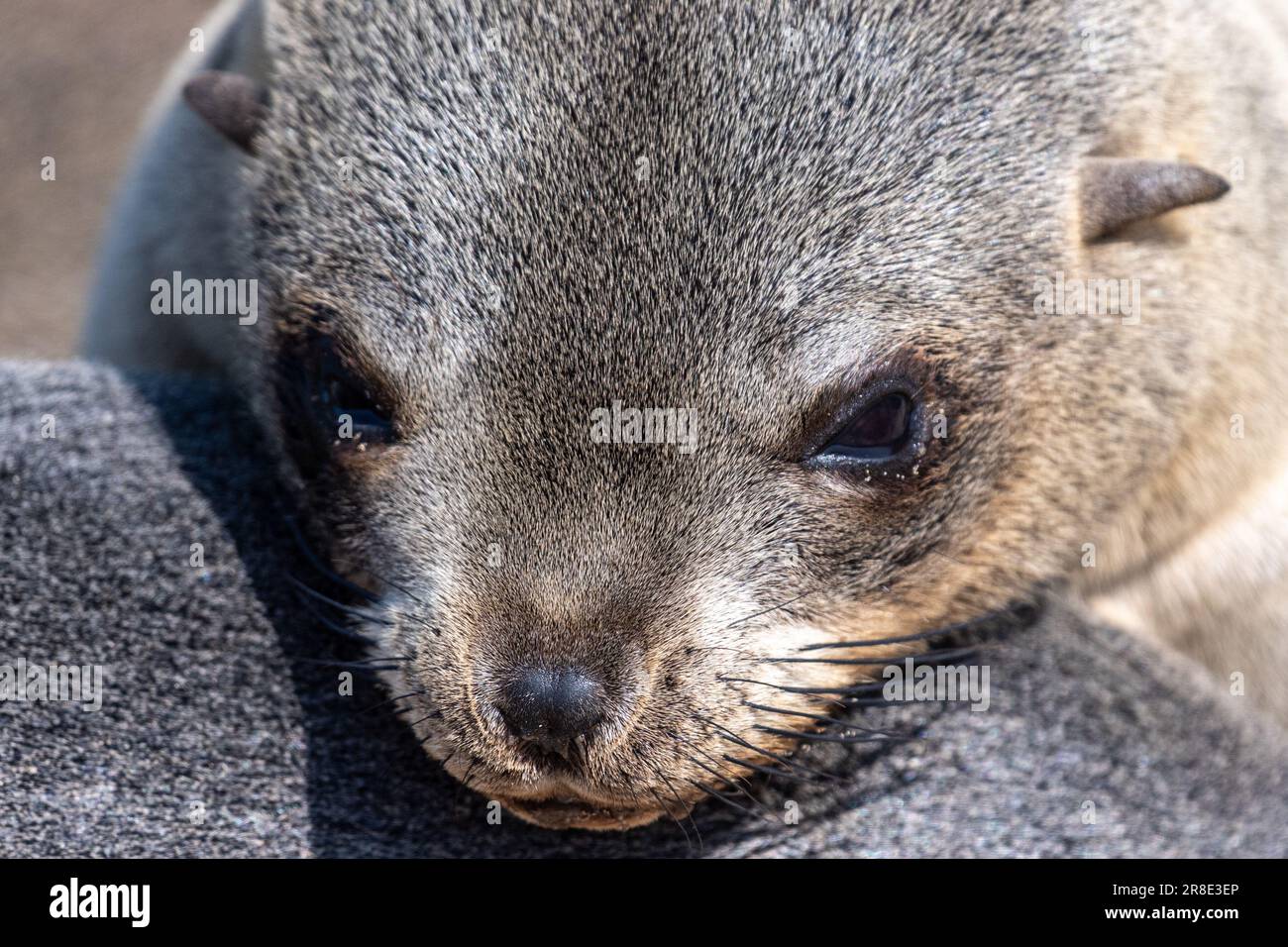 Detail of the seal colony at Cape Cross, off the skeleton coast of ...