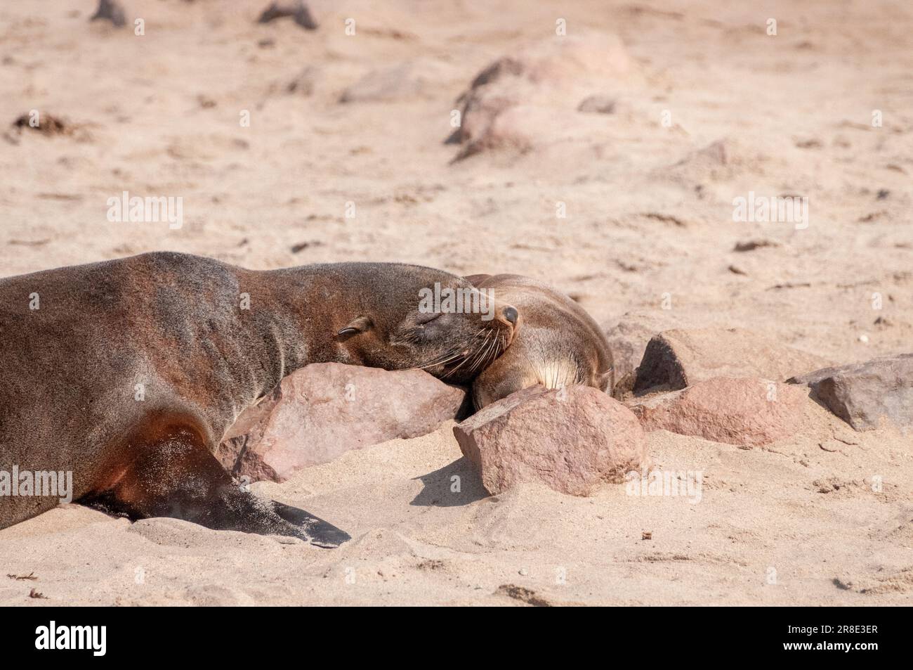 Detail of the seal colony at Cape Cross, off the skeleton coast of ...