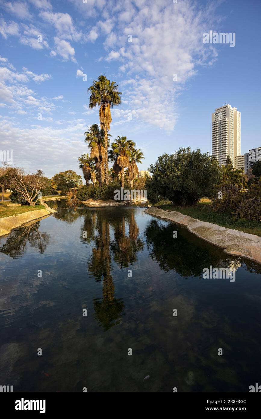 Valencia palm trees hi-res stock photography and images - Alamy