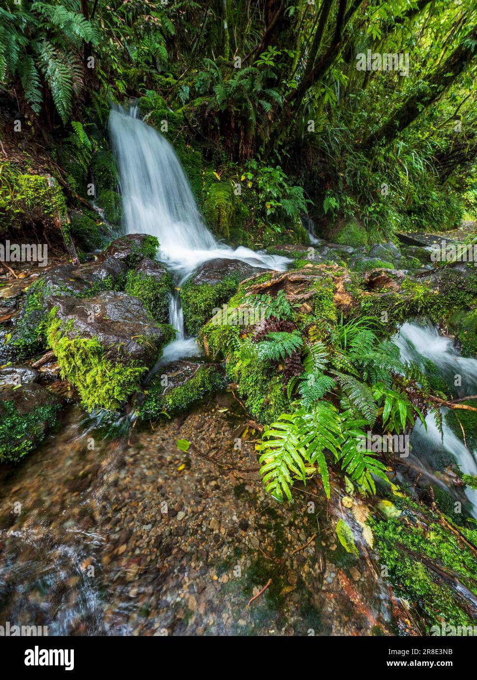 New Zealand, Taranaki, Egmont National Park, Waterfall in forest Stock ...
