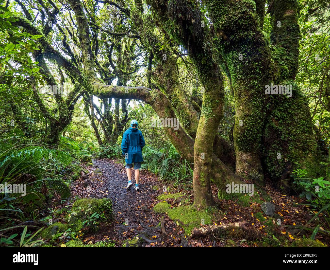 New Zealand, Taranaki, Egmont National Park, Hiker walking in forest ...