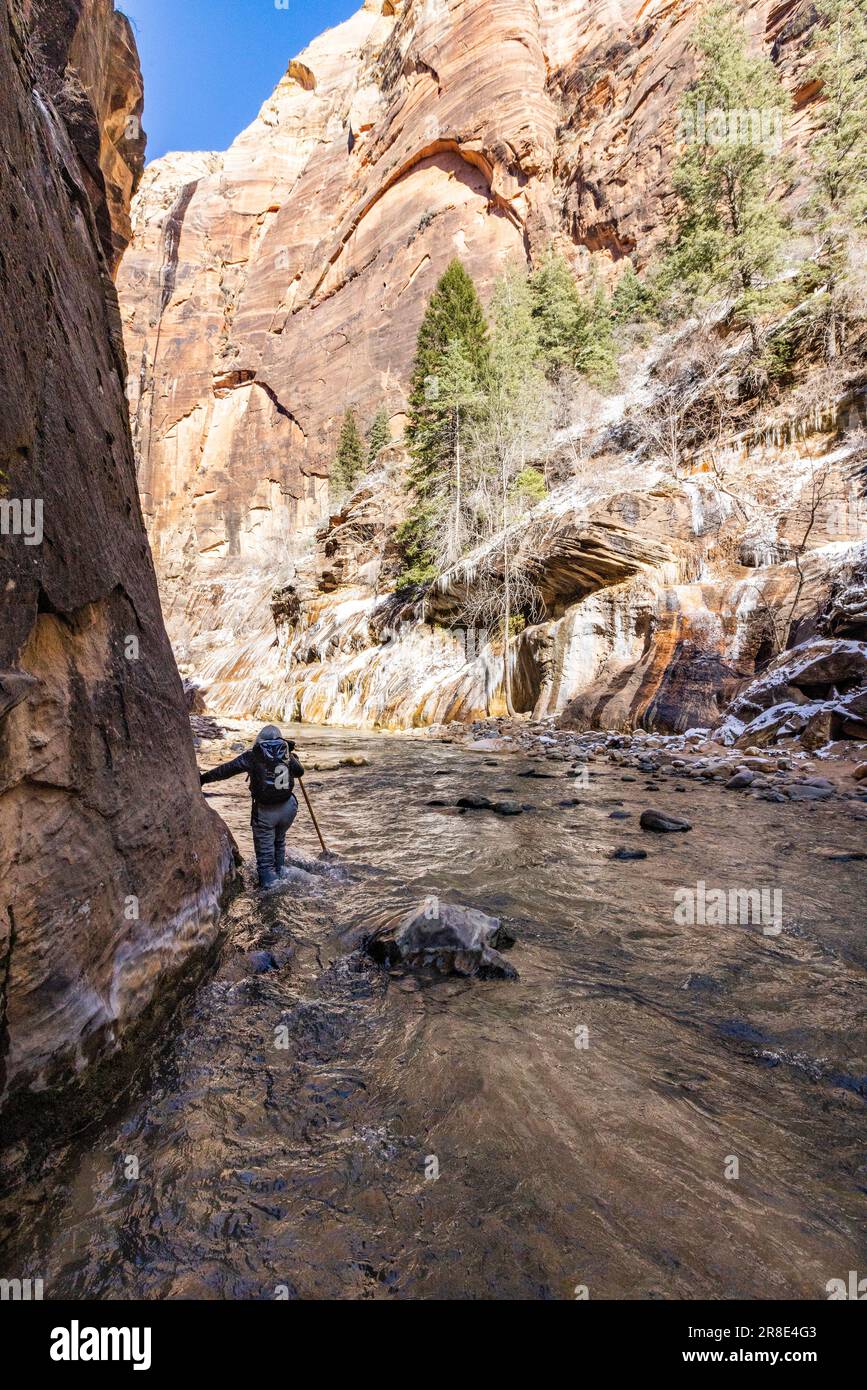 USA, Utah, Springdale, Zion National Park, Senior woman crossing stream ...