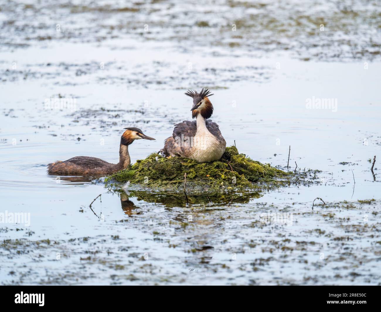 Great Crested Grebe, Podiceps cristatus, water bird sitting on the nest ...