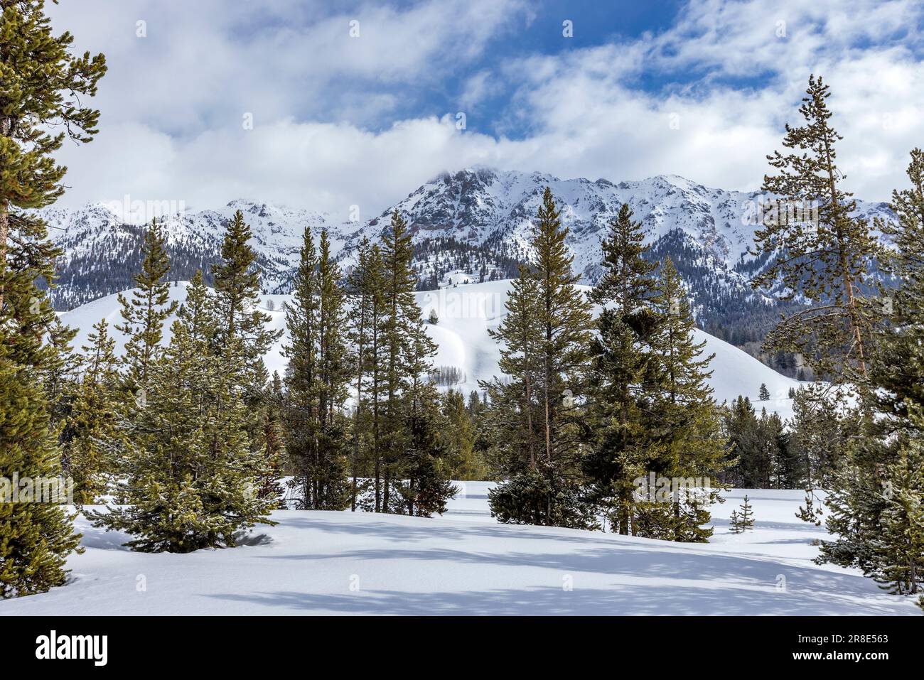 USA, Idaho, Ketchum, Pine trees in mountains at winter Stock Photo - Alamy