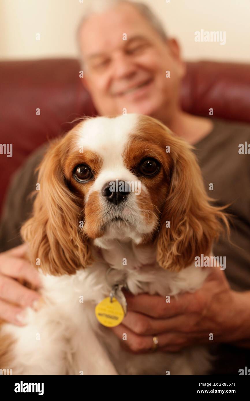 Cute cavalier king charles spaniel sitting on owners lap and looking at ...