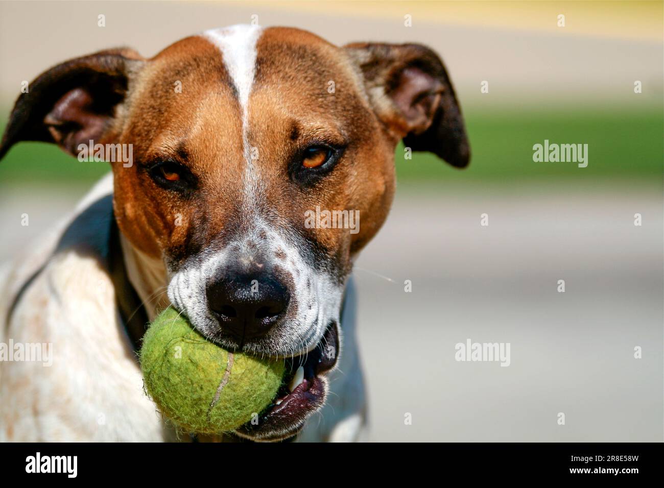 Dog holding tennis ball in mouth Stock Photo - Alamy