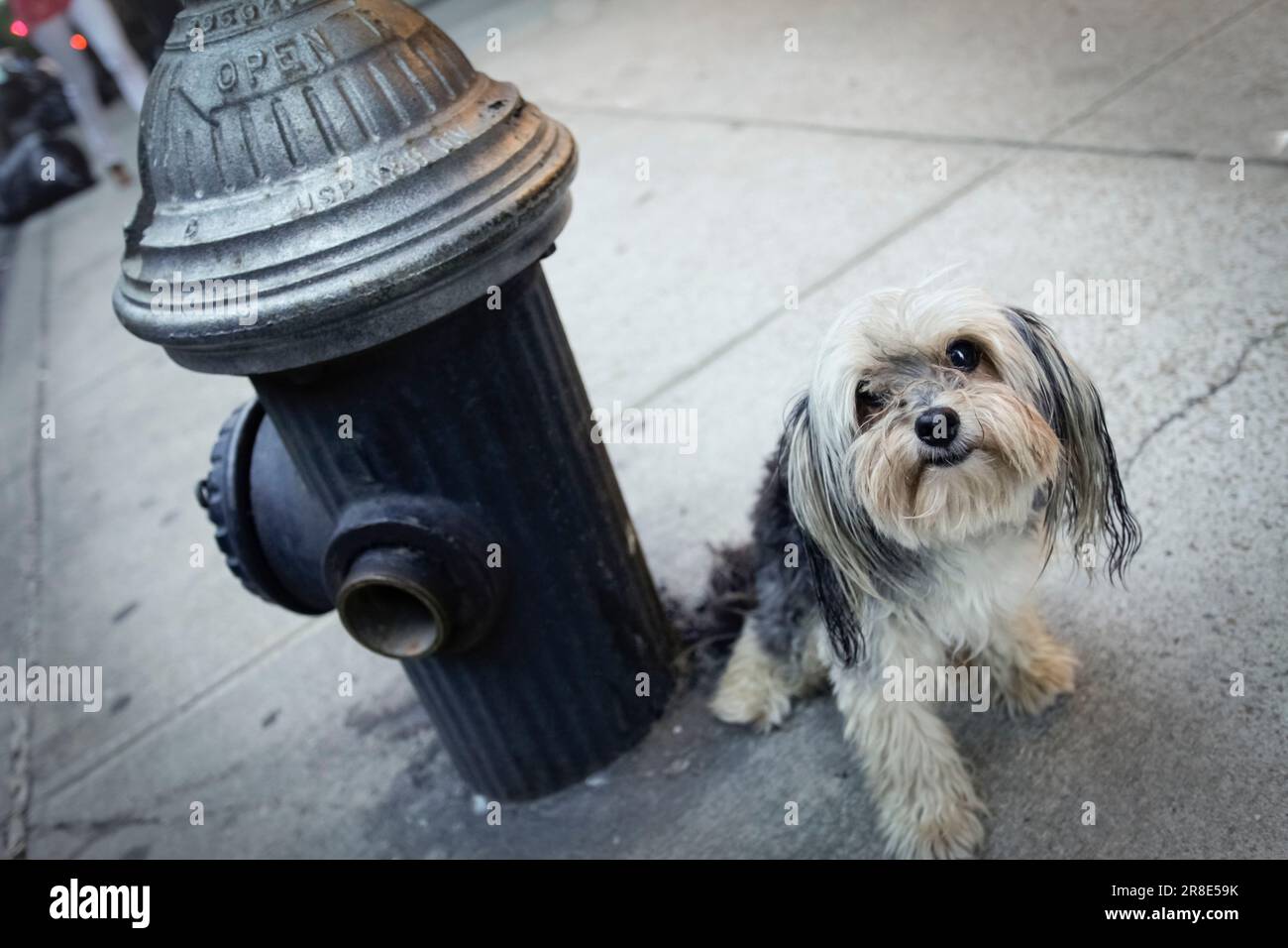 Small dog sitting on sidewalk next to fire hydrant Stock Photo - Alamy