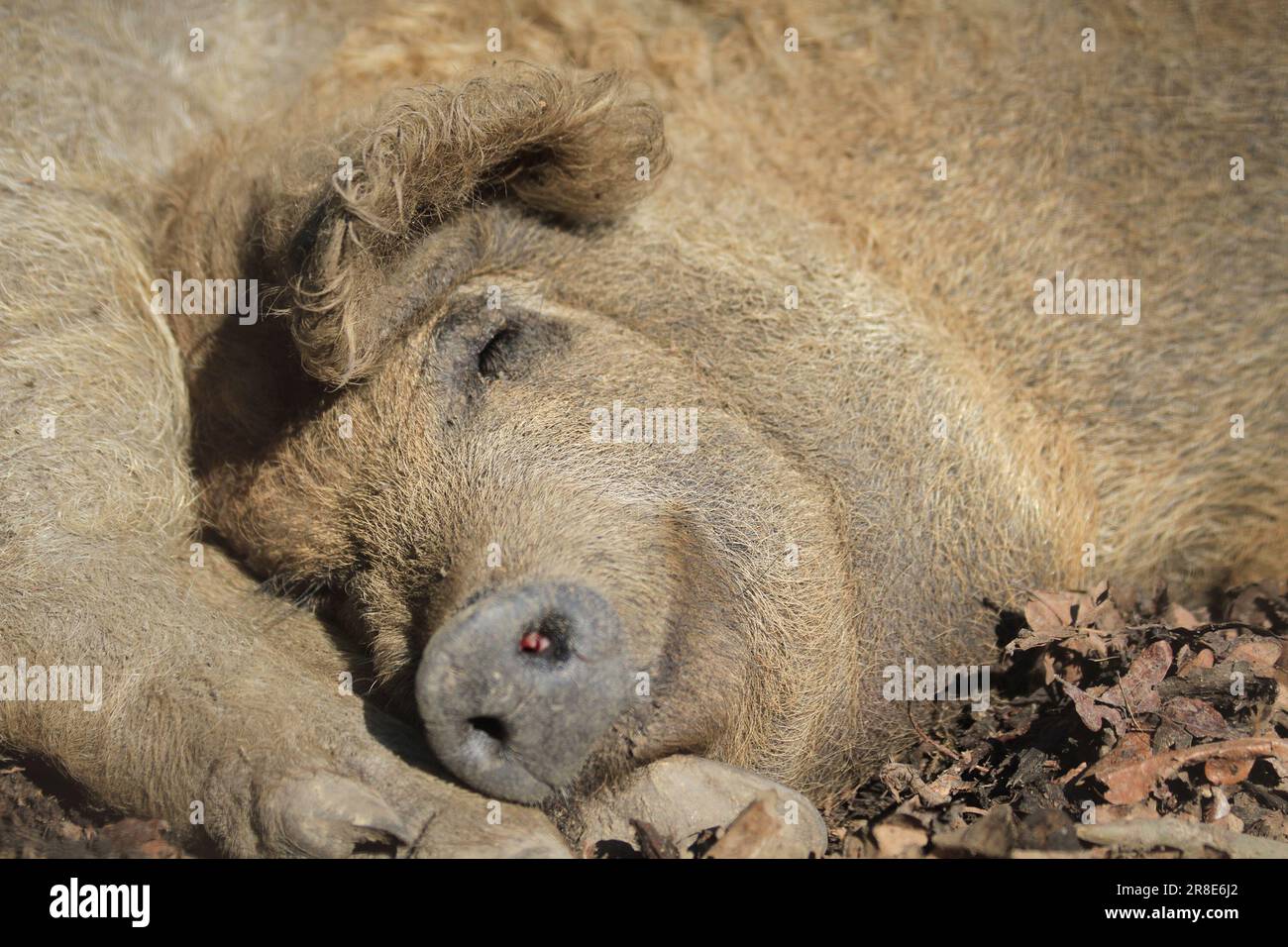 small furry pig is resting and sleeping Stock Photo - Alamy