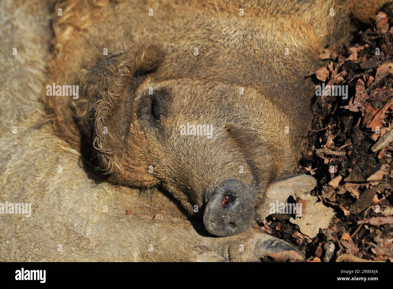small furry pig is resting and sleeping Stock Photo - Alamy