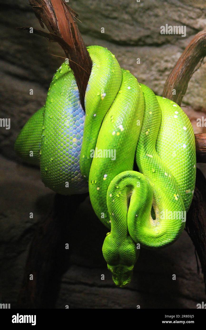 emerald tree boa (Corallus caninus) as very nice green snake Stock ...