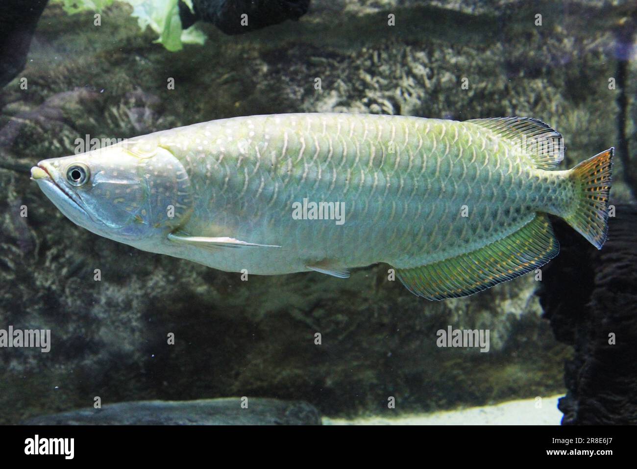 big unknown fish in the jungke river Stock Photo - Alamy