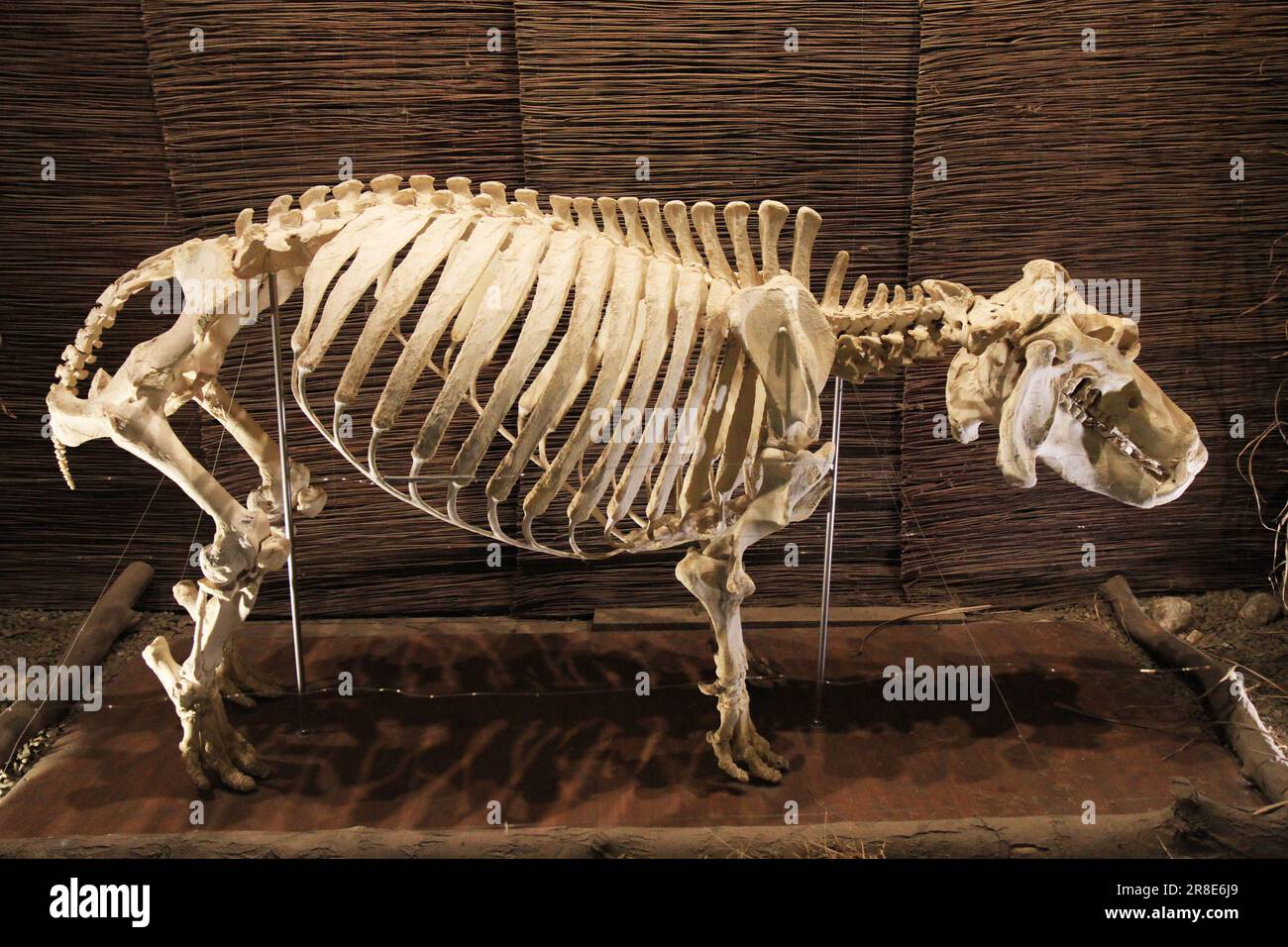 old hippo skeleton as very nice object Stock Photo - Alamy