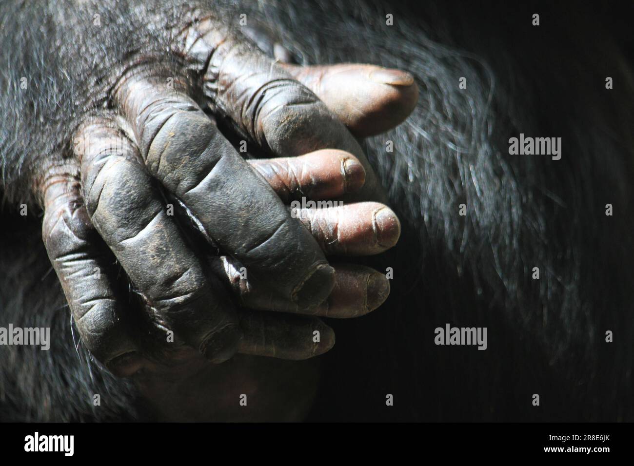 two chimpanzee hands as people love detail Stock Photo - Alamy