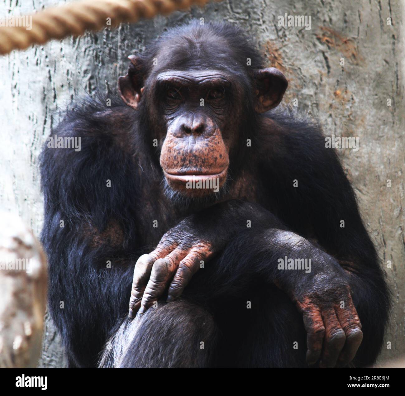 resting chimpanzee portrait as very smart monkey Stock Photo - Alamy