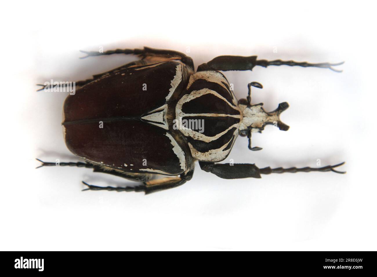 Massive bugs hi-res stock photography and images - Alamy