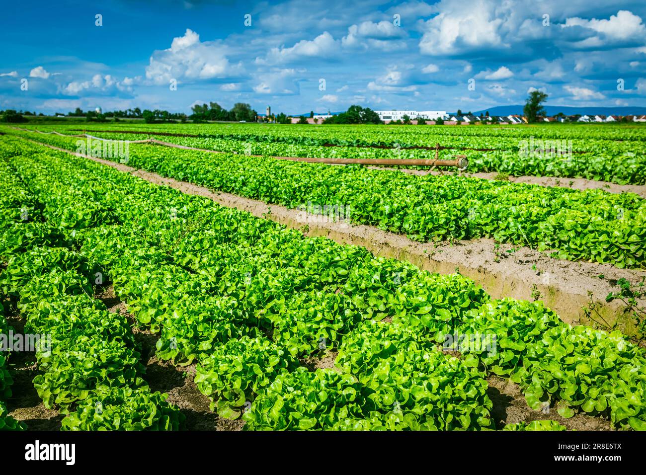 Agricultural field with rows of lettuce plants, rural landscape ...