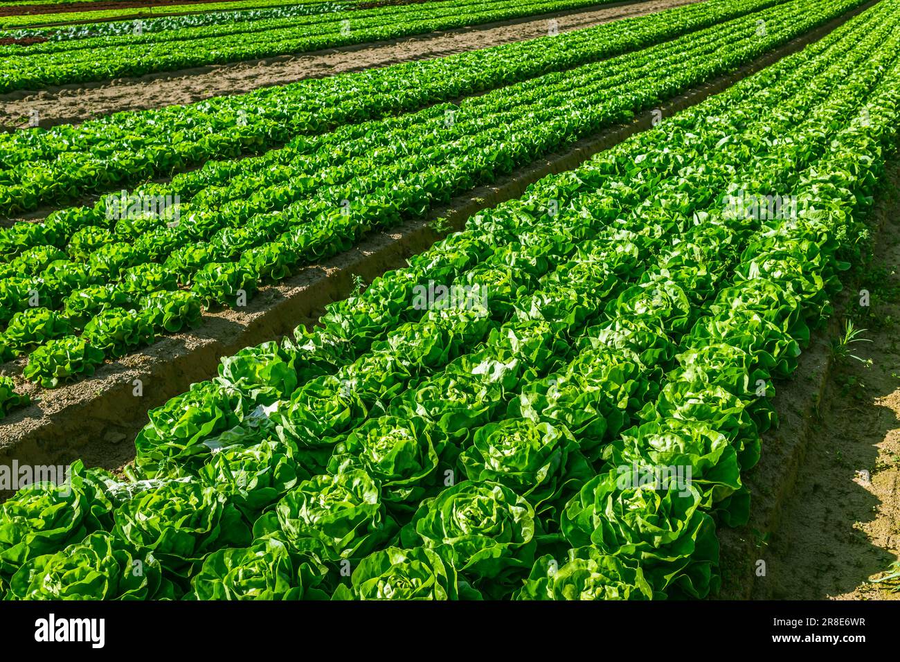 Agricultural field with rows of lettuce plants, rural landscape ...
