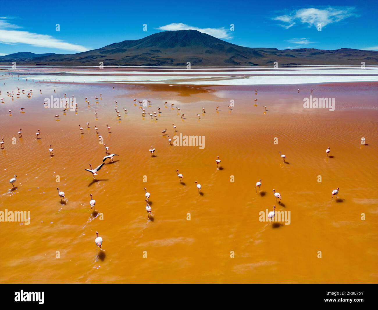 Aerial view of flamingos in the colorful Laguna Colorada in the remote ...