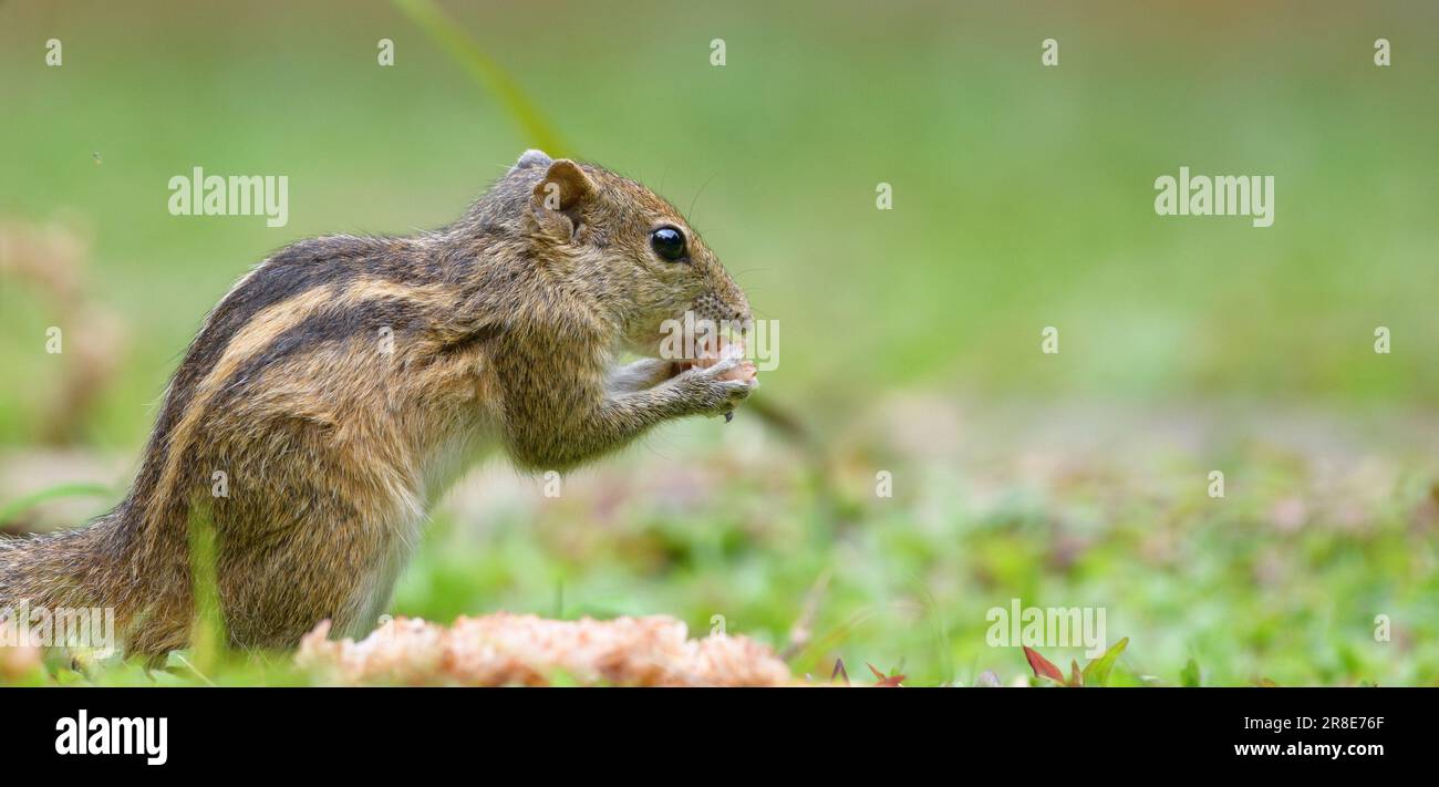 Three-striped palm squirrel sitting on the grass, hungry squirrel ...