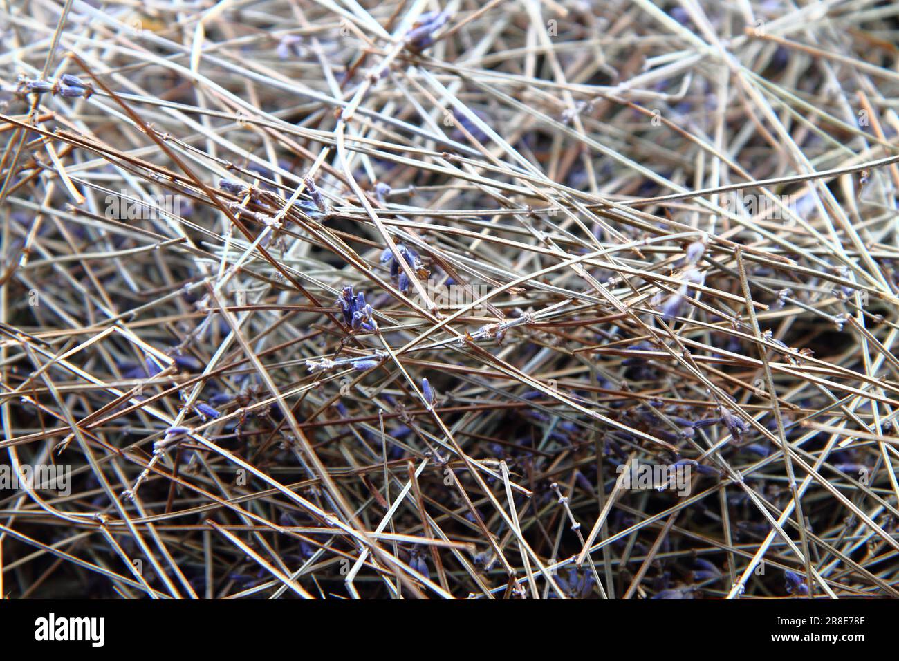 dry levander as nice natural spice background Stock Photo - Alamy