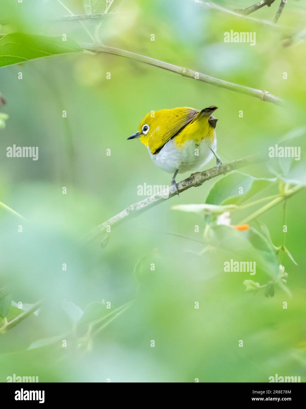 Indian white-eye bird perch view from the back of the cute bird Stock ...