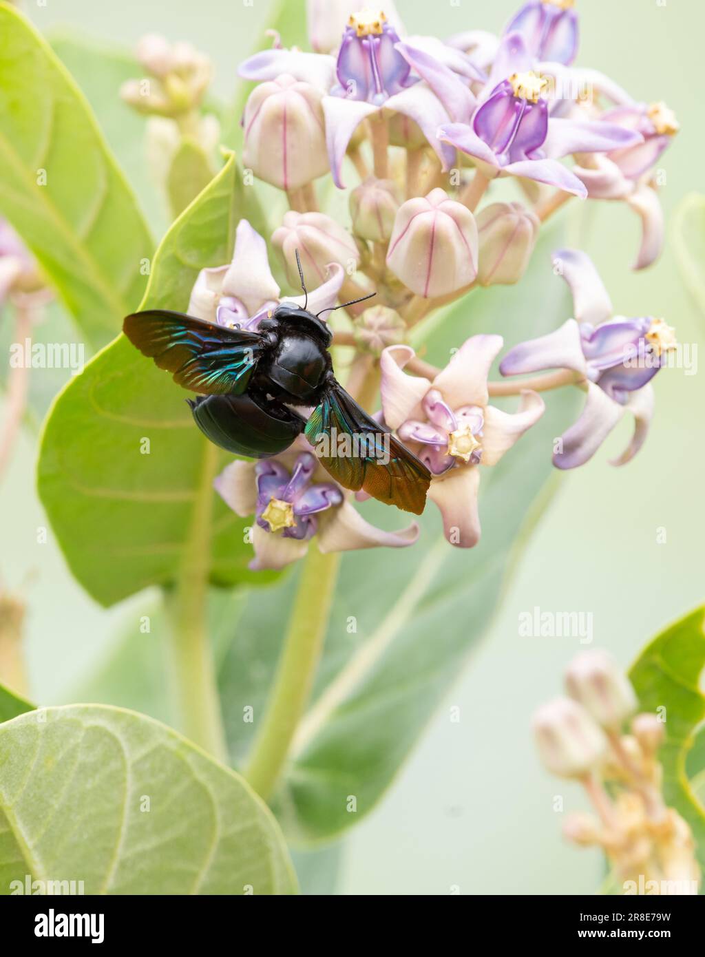 A tropical carpenter bee drinking nectar from the milky weed flowers ...