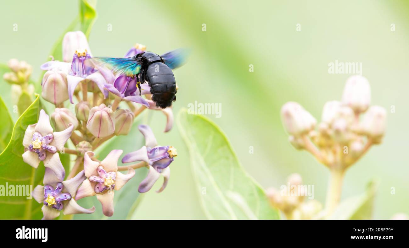 A tropical carpenter bee sipping nectar from the milky weed flowers ...