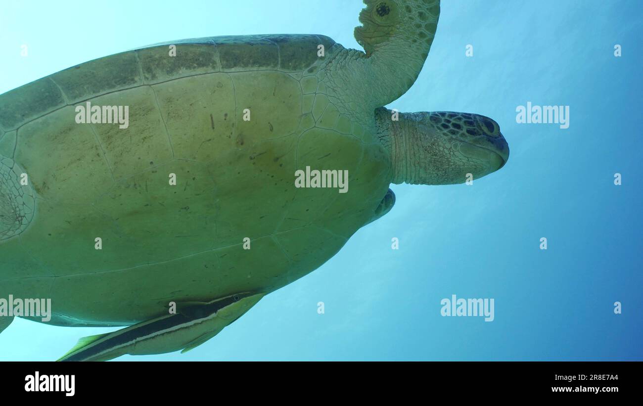 Sea Turtle Bottom View